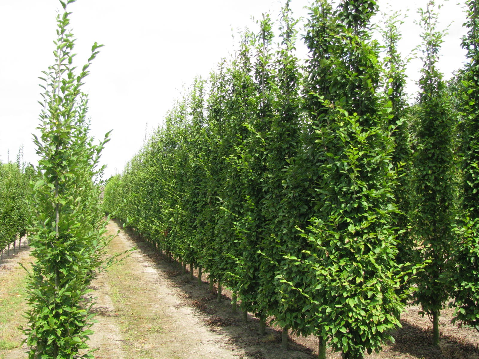 Carpinus 'Lucas'