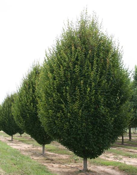 Carpinus betulus beveerd