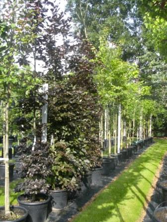 Fagus sylvatica 'Autropurpurea'