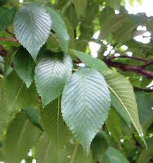 Ulmus 'Pioneer'
