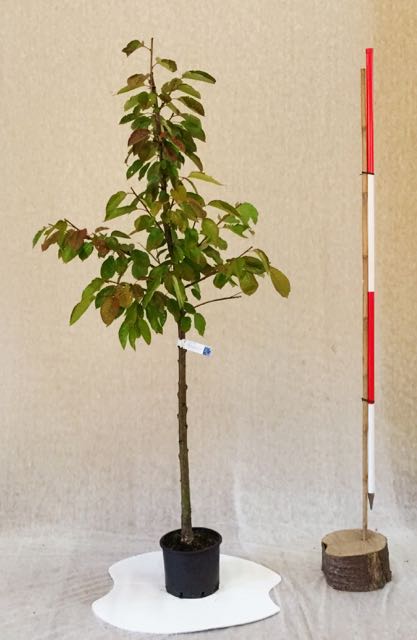 Appelboom Goudreinet (Rode Boskoop)